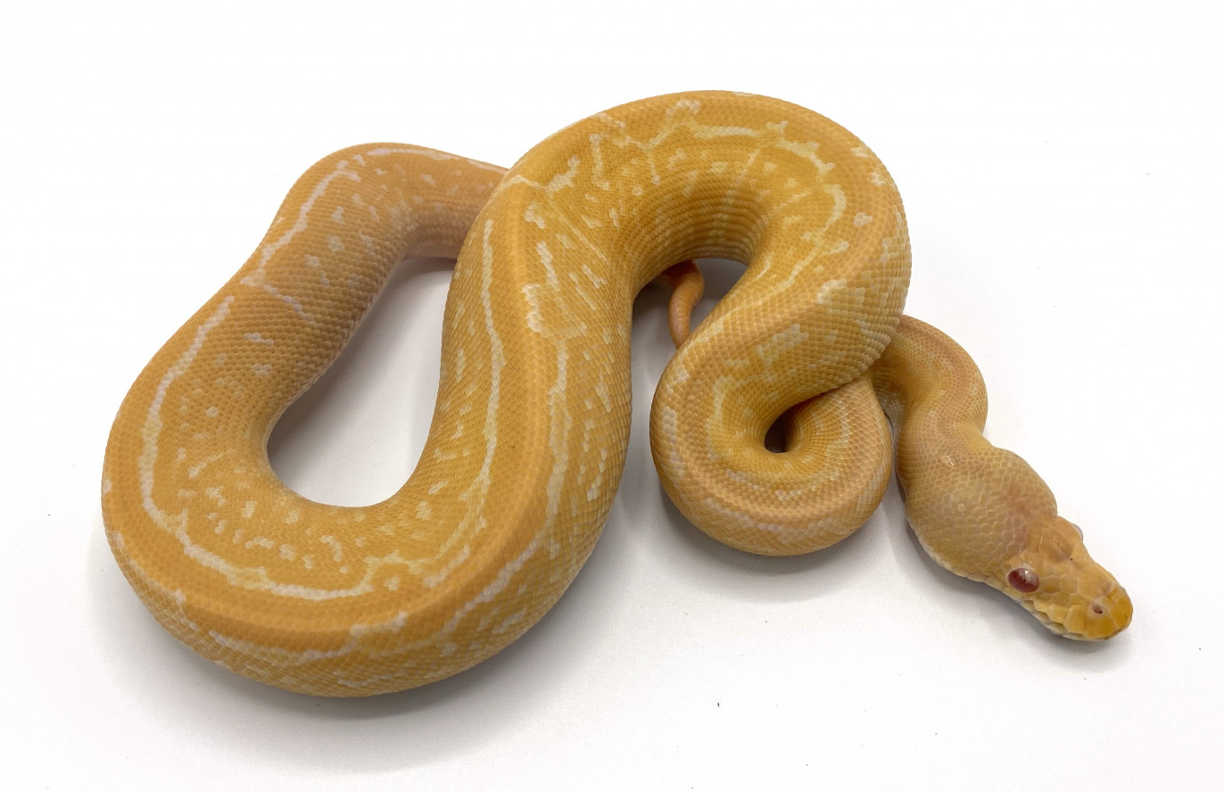 Albino Pinstripe Ball Python