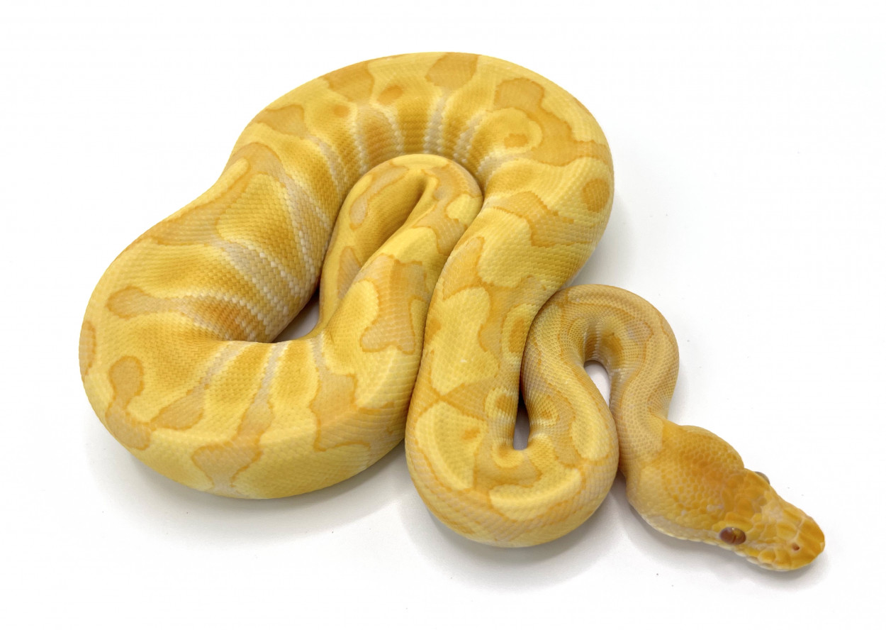 Albino Enchi | Royal Constrictor Designs