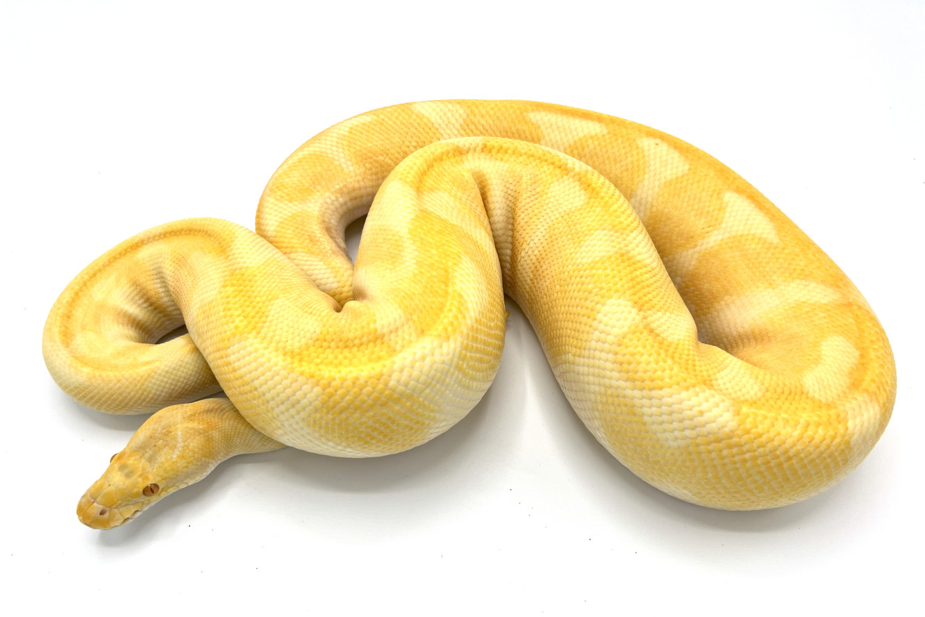Albino Enchi Breeder | Royal Constrictor Designs