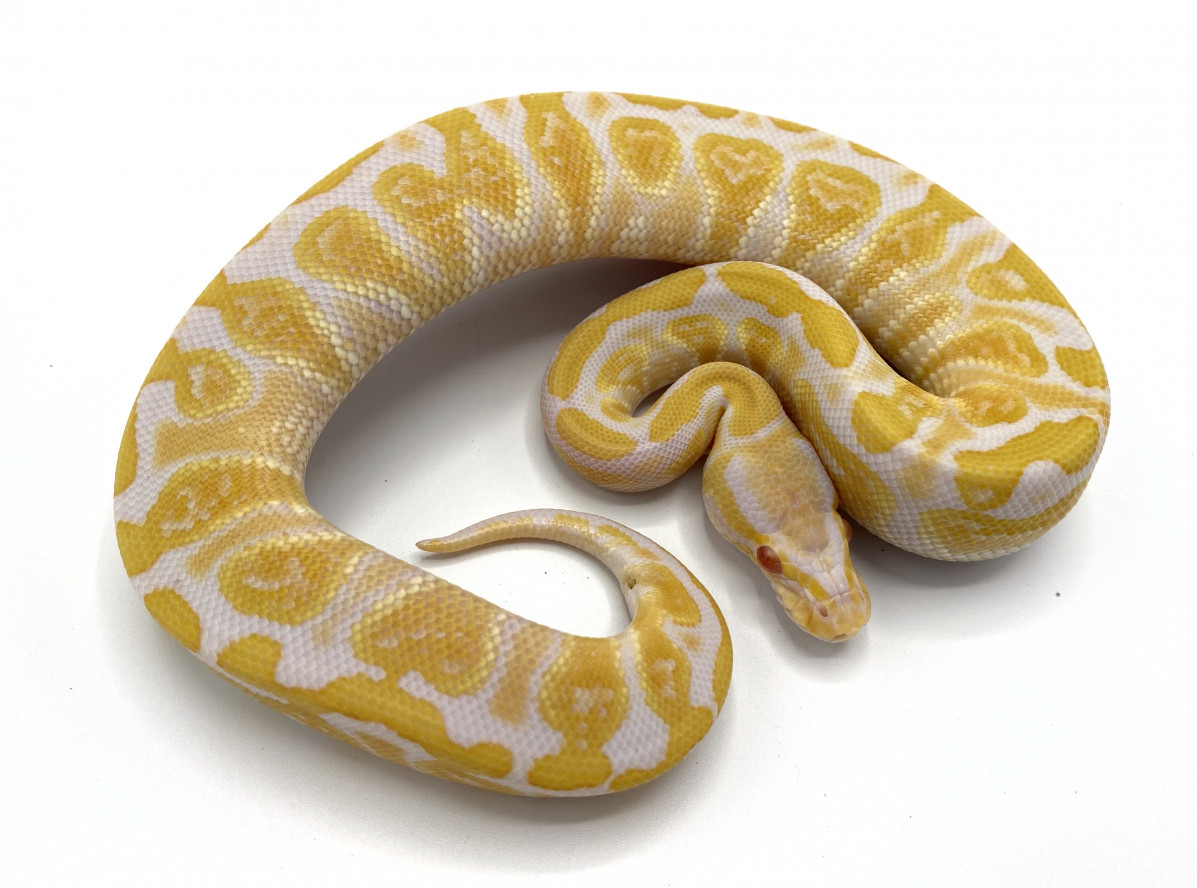 Albino GHI | Royal Constrictor Designs