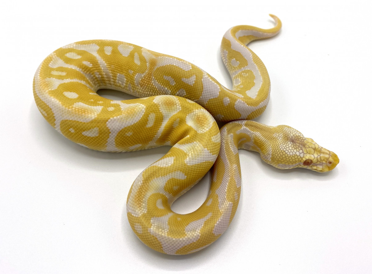 Albino Pastel Leopard | Royal Constrictor Designs