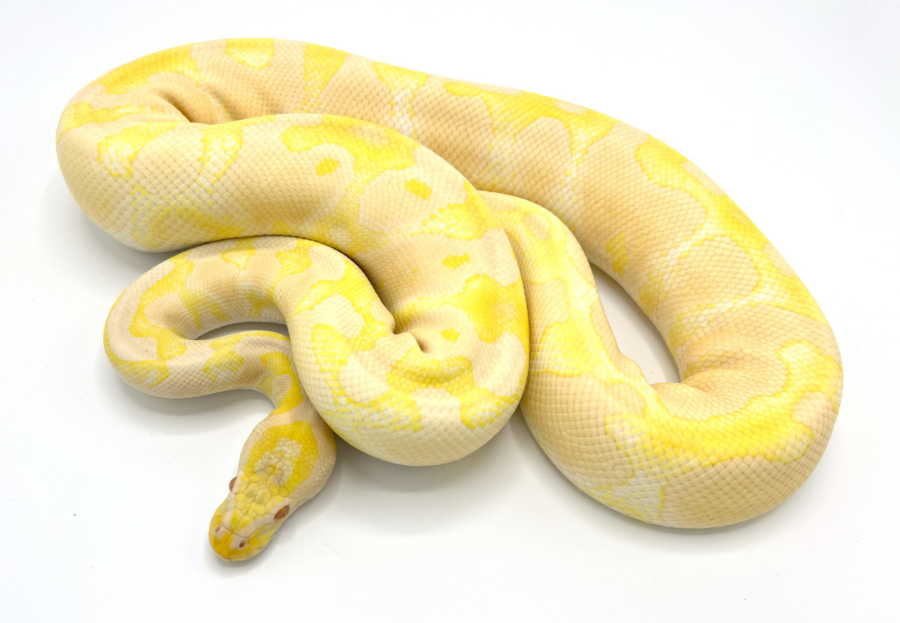 Albino Pastel Enchi Breeder | Royal Constrictor Designs