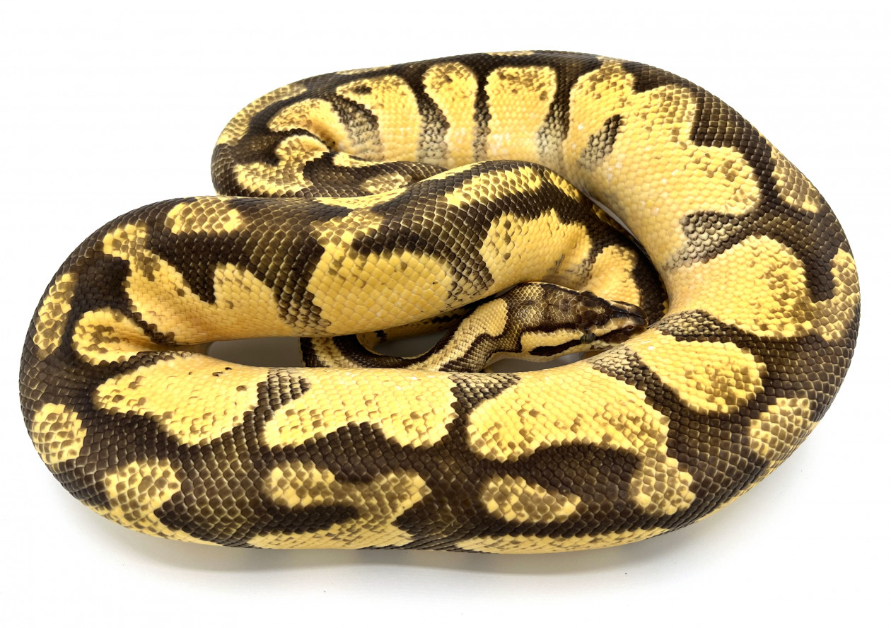 Pastel Enchi Asphalt | Royal Constrictor Designs