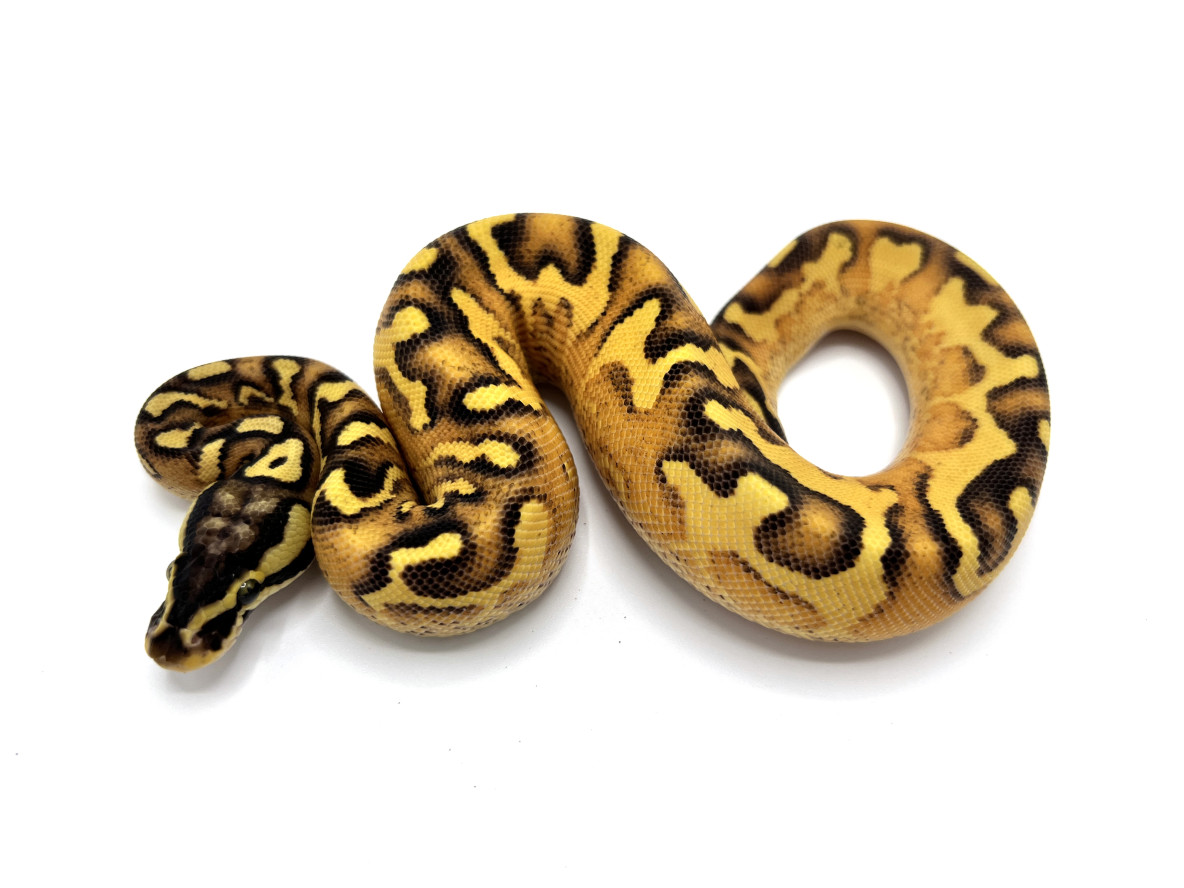 Pastel Enchi Super Asphalt | Royal Constrictor Designs