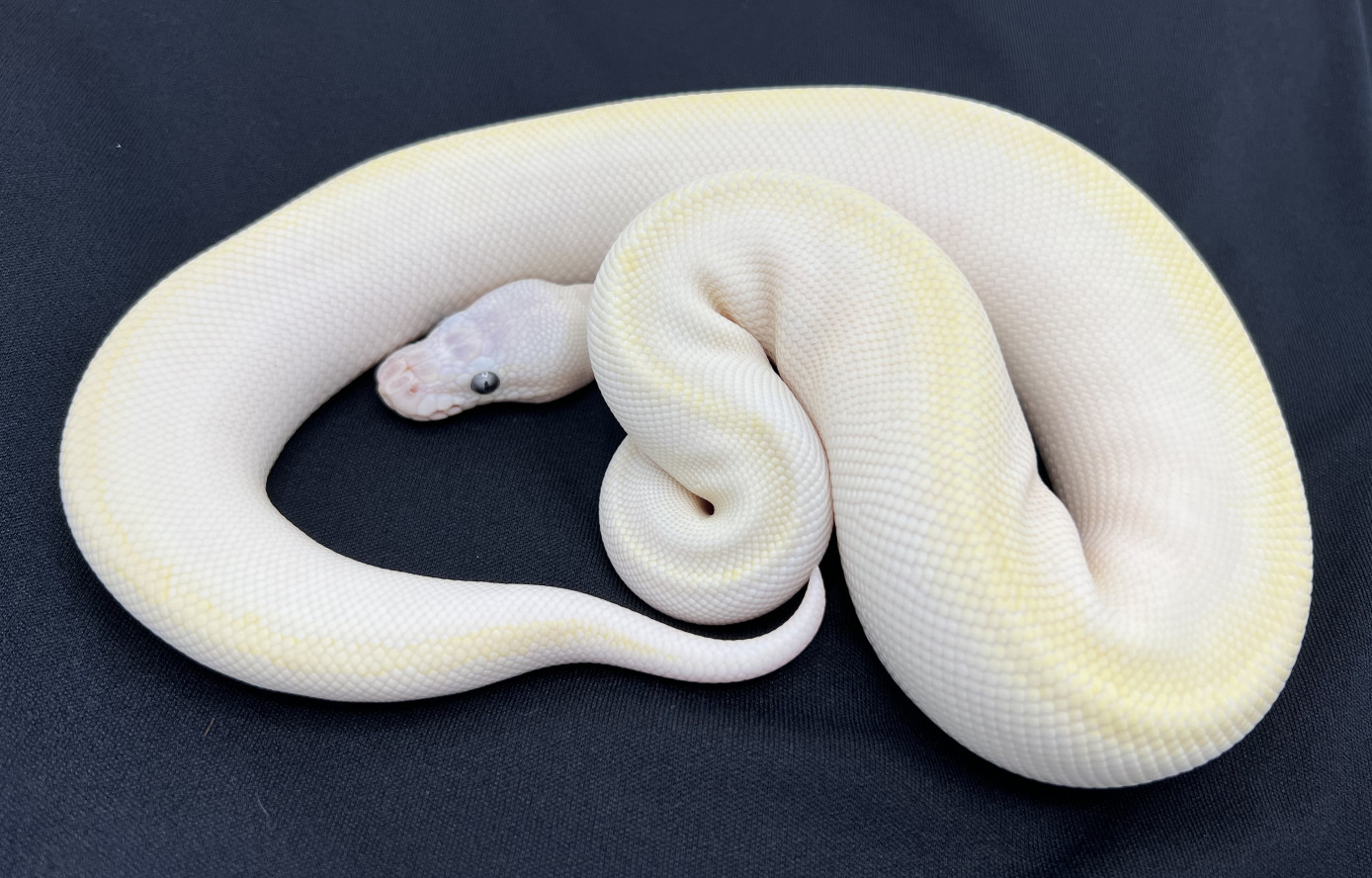 Bamboo Mojave | Royal Constrictor Designs