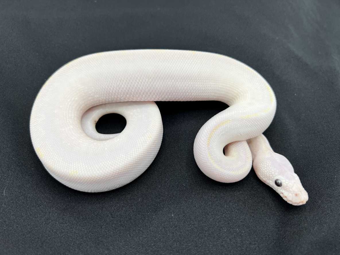 Super Bamboo | Royal Constrictor Designs