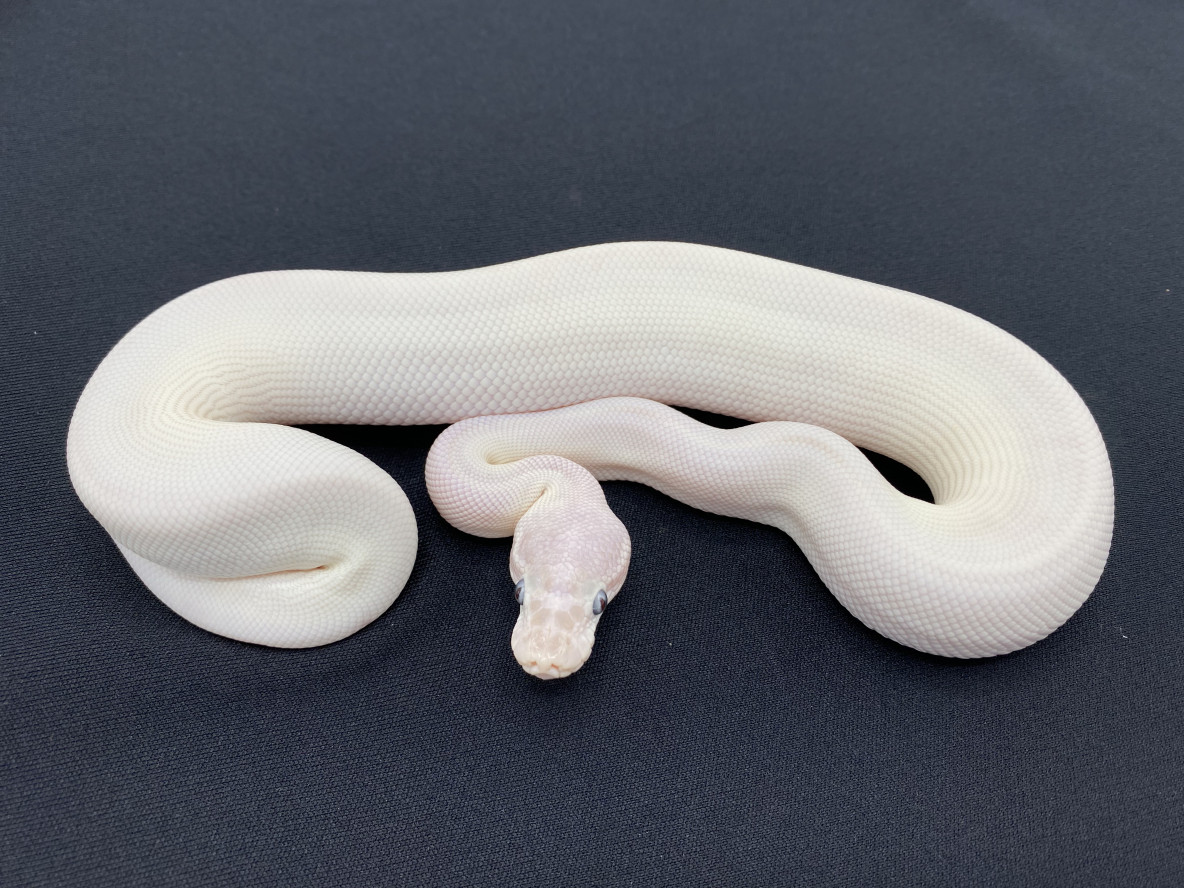 Blue Eyed Leucistic | Royal Constrictor Designs