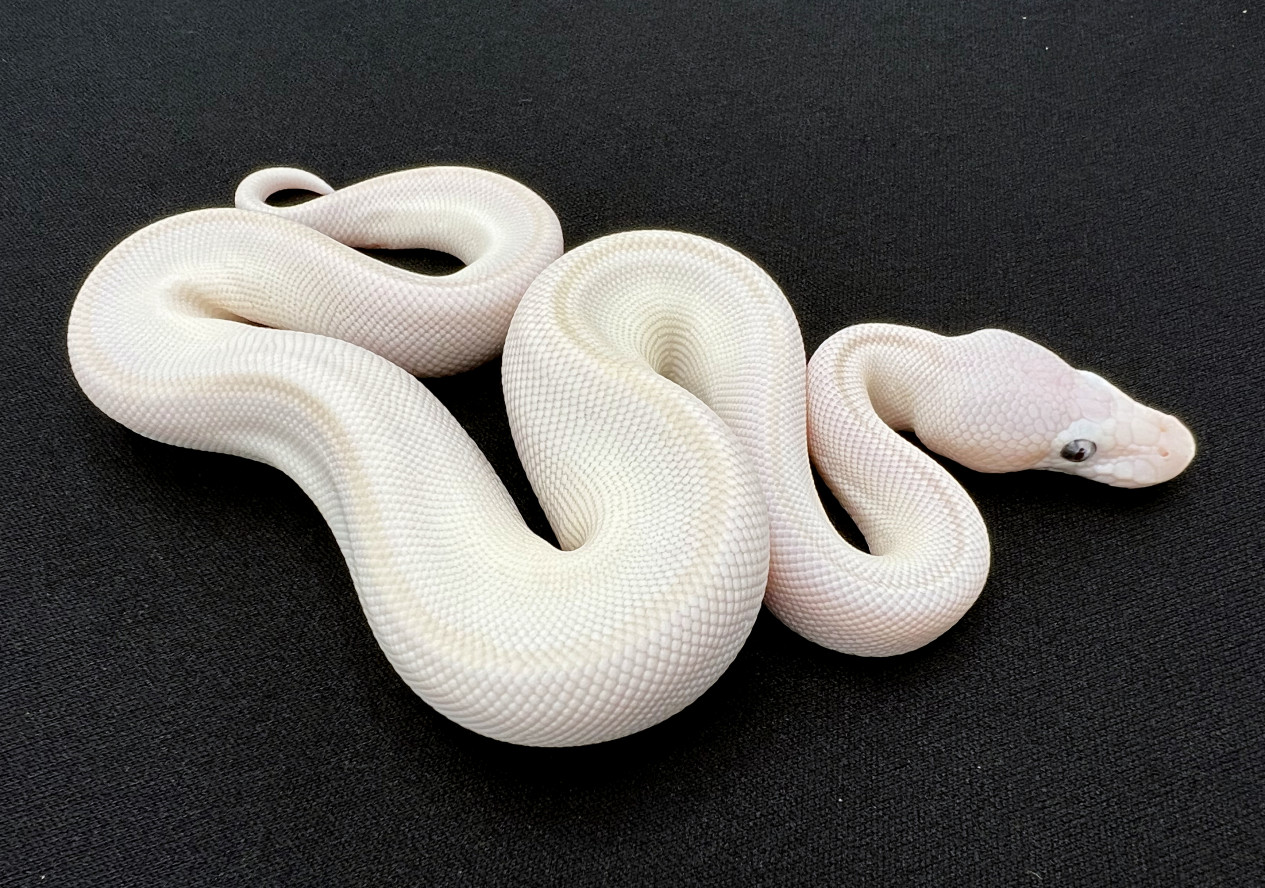 Blue Eyed Leucistic | Royal Constrictor Designs
