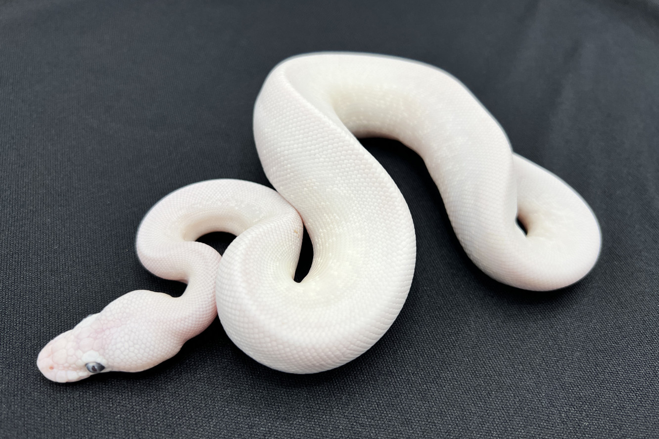 Blue Eyed Leucistic | Royal Constrictor Designs