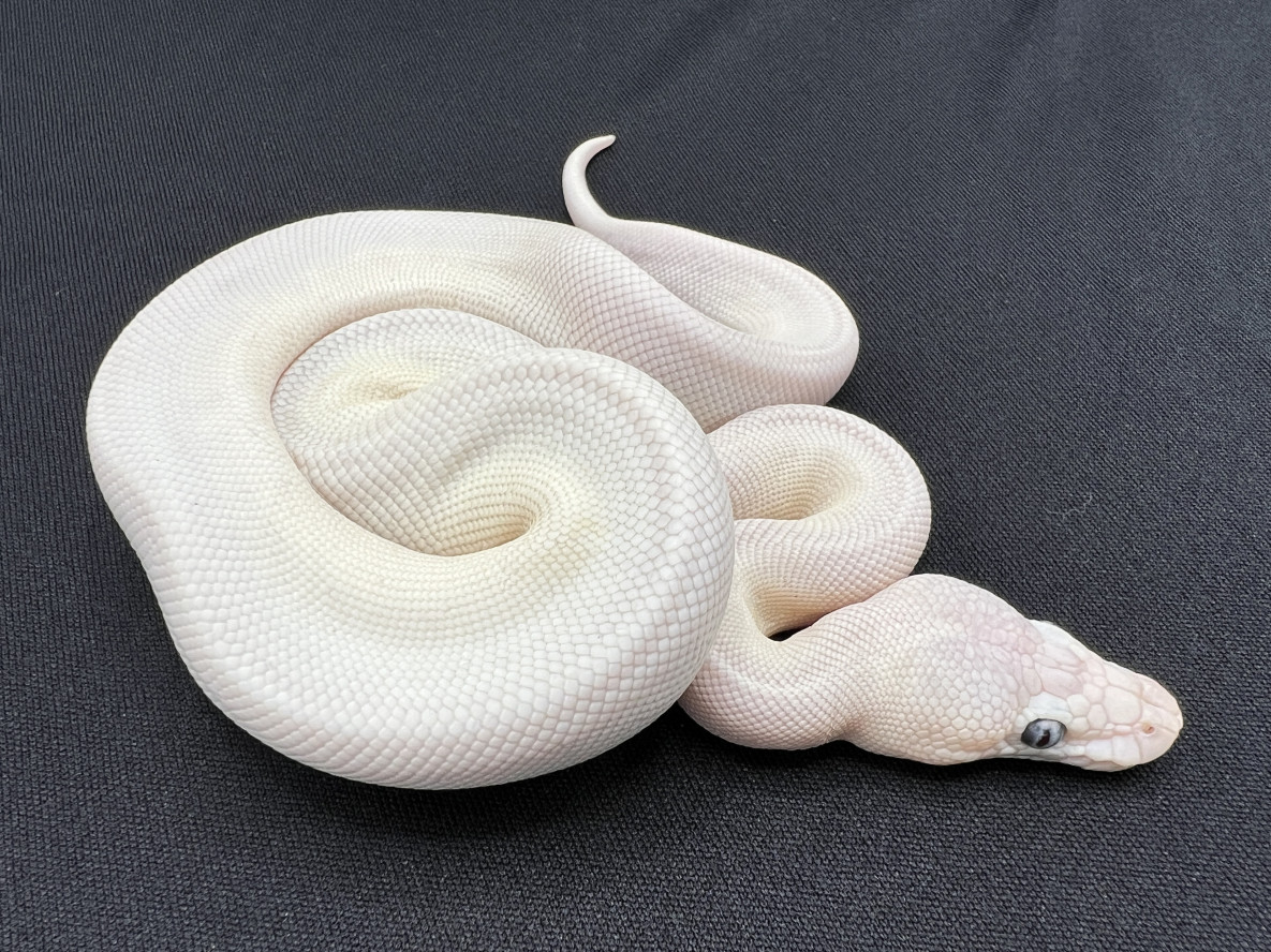 Blue Eyed Leucistic | Royal Constrictor Designs