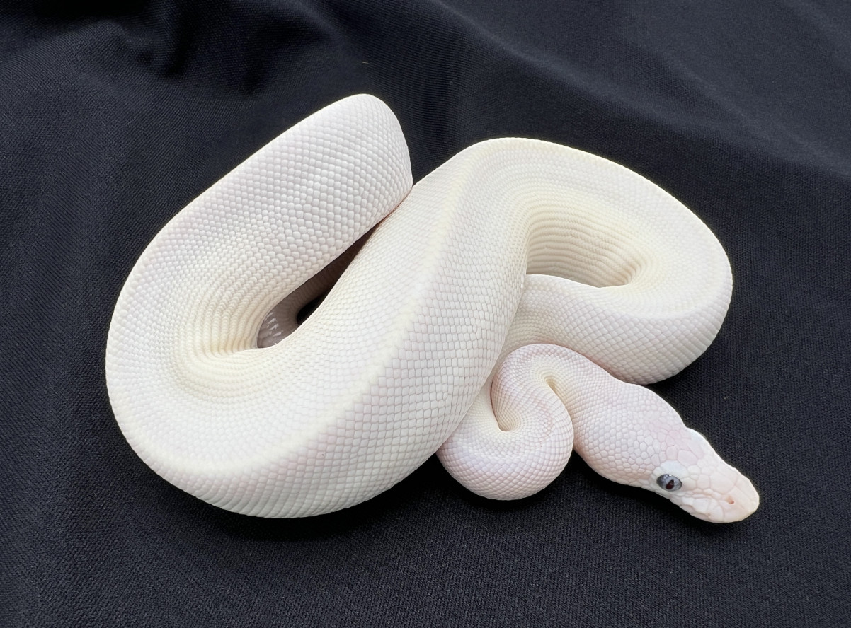 Blue Eyed Leucistic | Royal Constrictor Designs