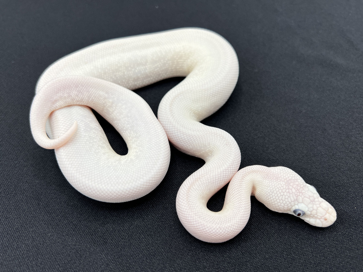 Blue Eyed Leucistic | Royal Constrictor Designs