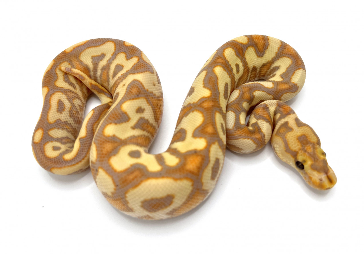 Banana Spotnose Yellowbelly Clown (female maker) | Royal Constrictor ...