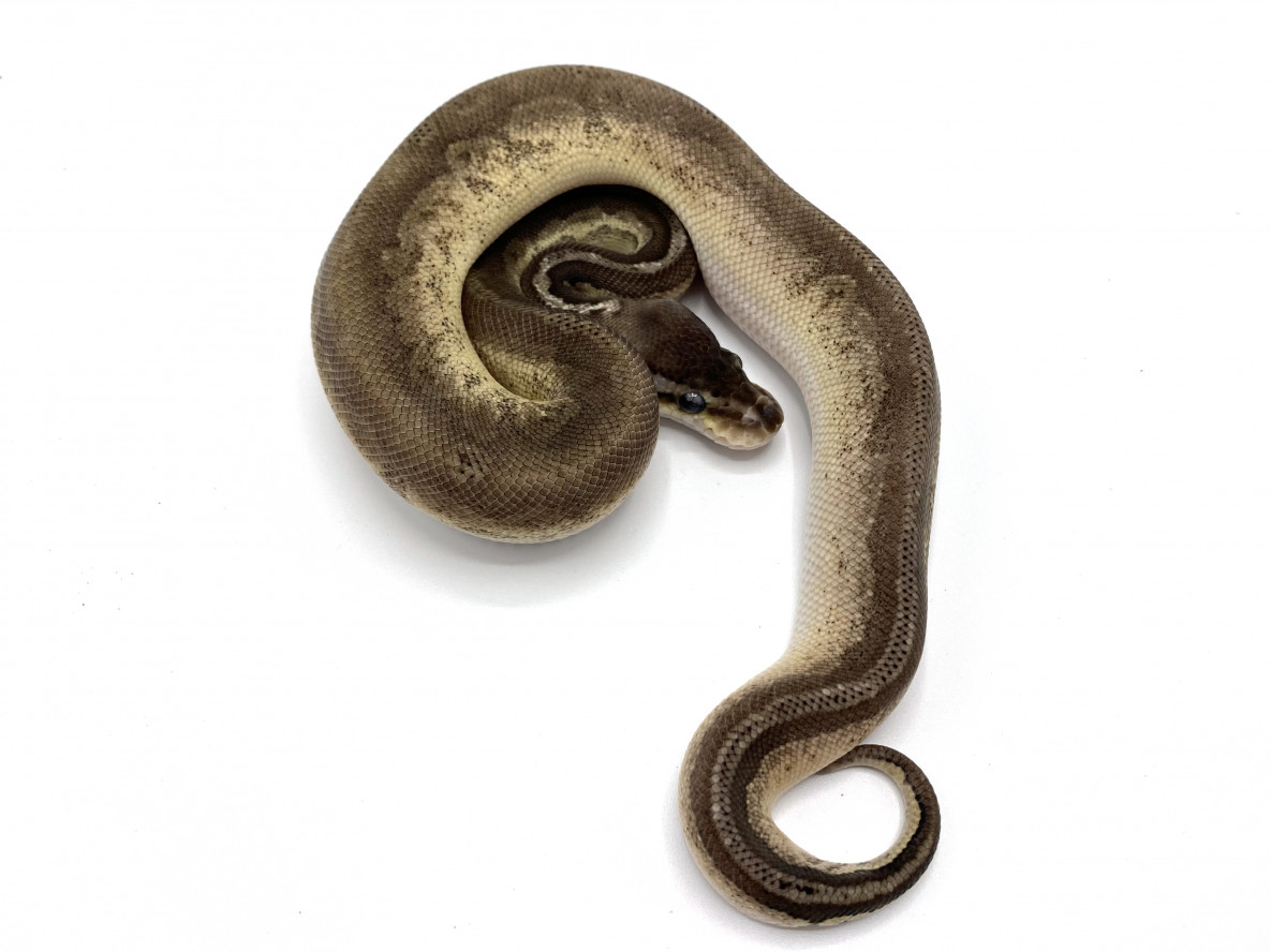 Bongo Pewter (Black Pastel) 100% Het Clown | Royal Constrictor Designs