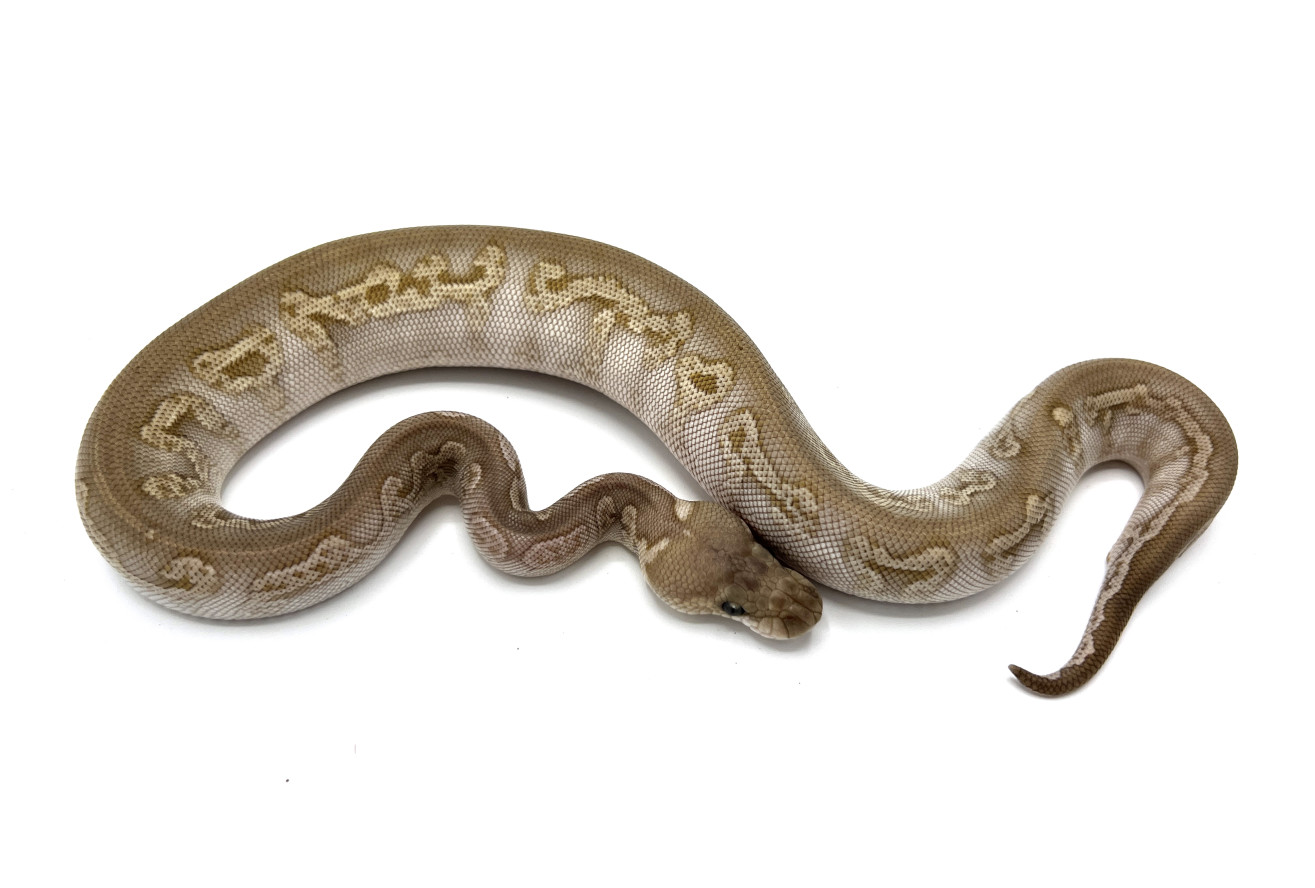 Black Pastel GHI Lesser Clown | Royal Constrictor Designs Black Pastel GHI Lesser Clown | Royal Constrictor Designs