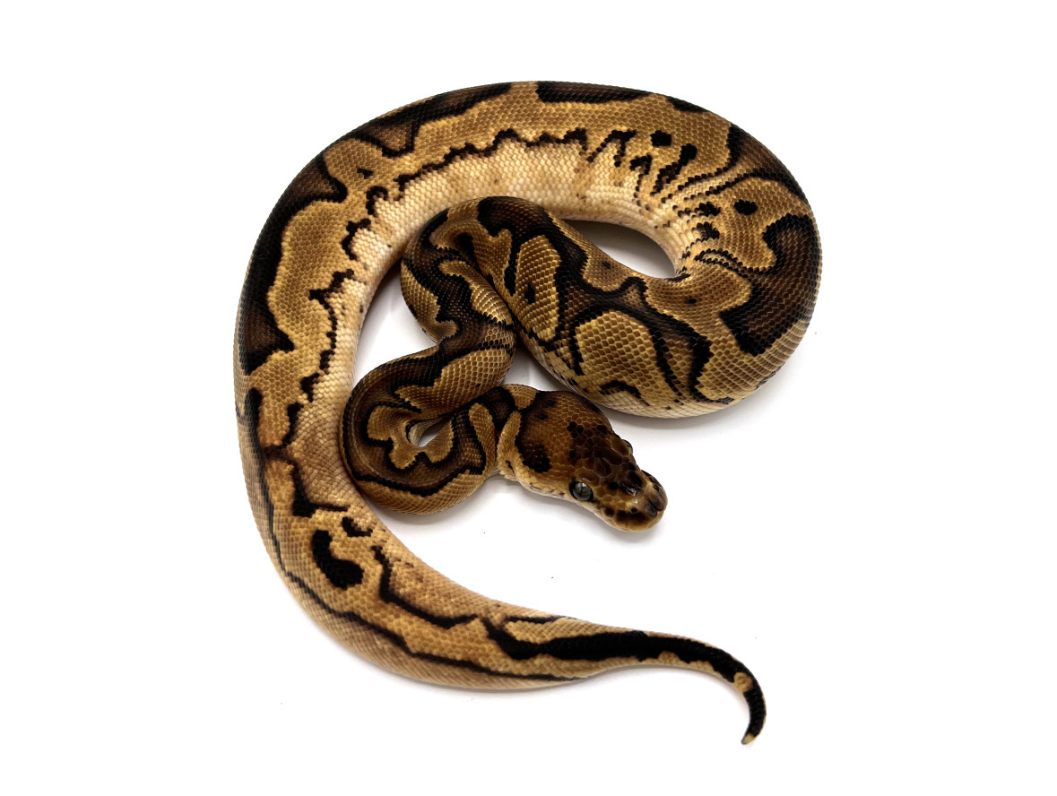Calico Yellowbelly Clown | Royal Constrictor Designs