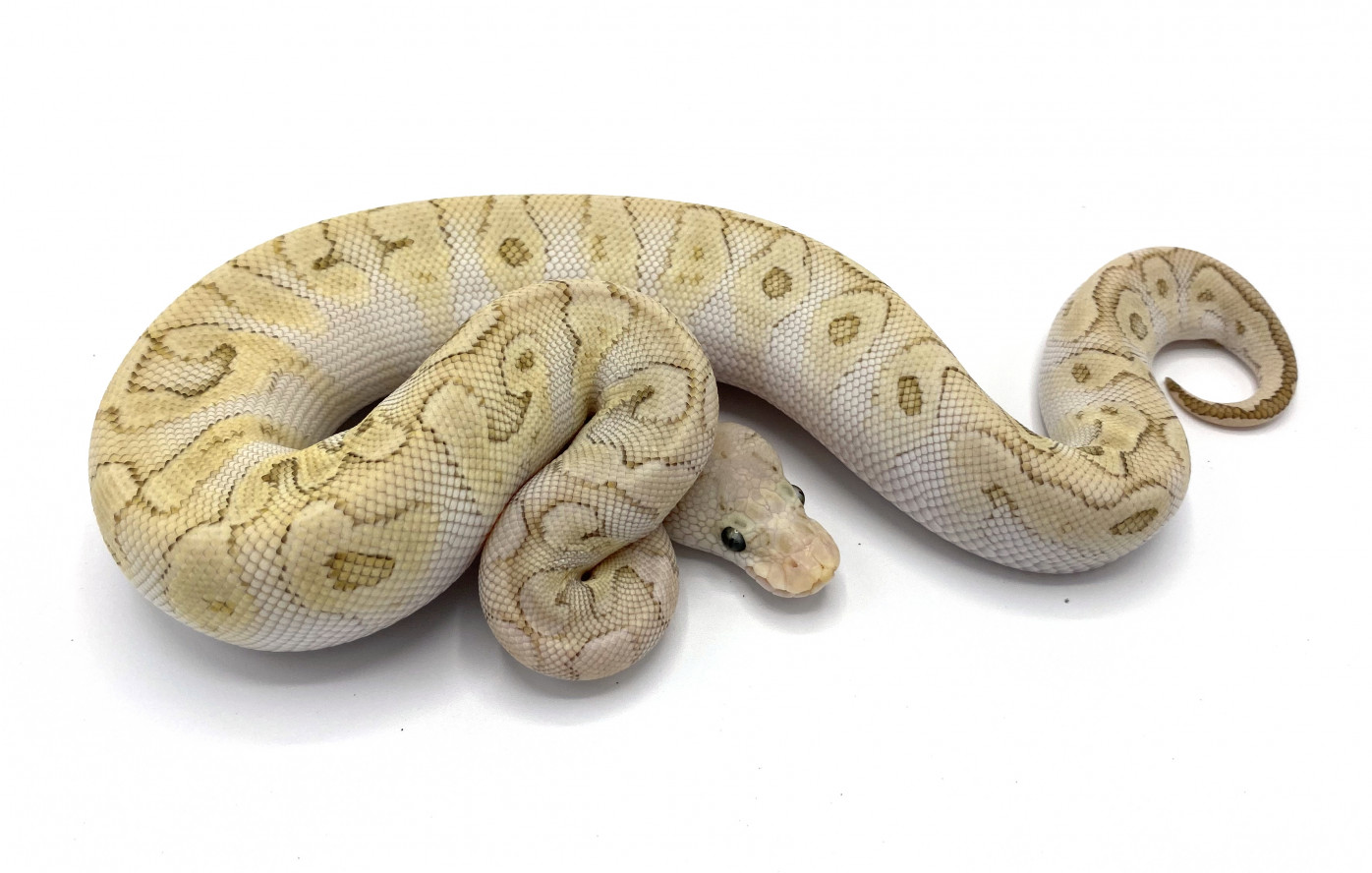 Pastel Lesser GHI Clown | Royal Constrictor Designs Pastel Lesser GHI Clown | Royal Constrictor Designs