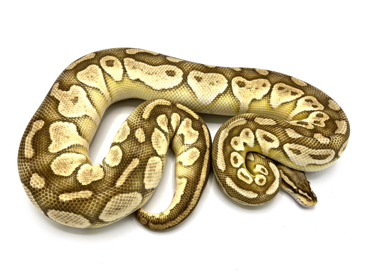 Hypo Pastel Lesser 100% Het Clown Breeder | Royal Constrictor Designs