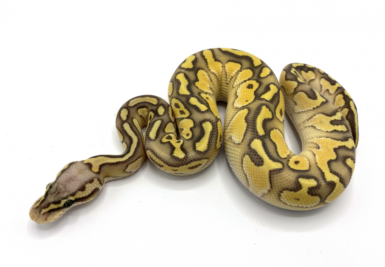 Hypo Pastel Lesser 100% Het Clown | Royal Constrictor Designs