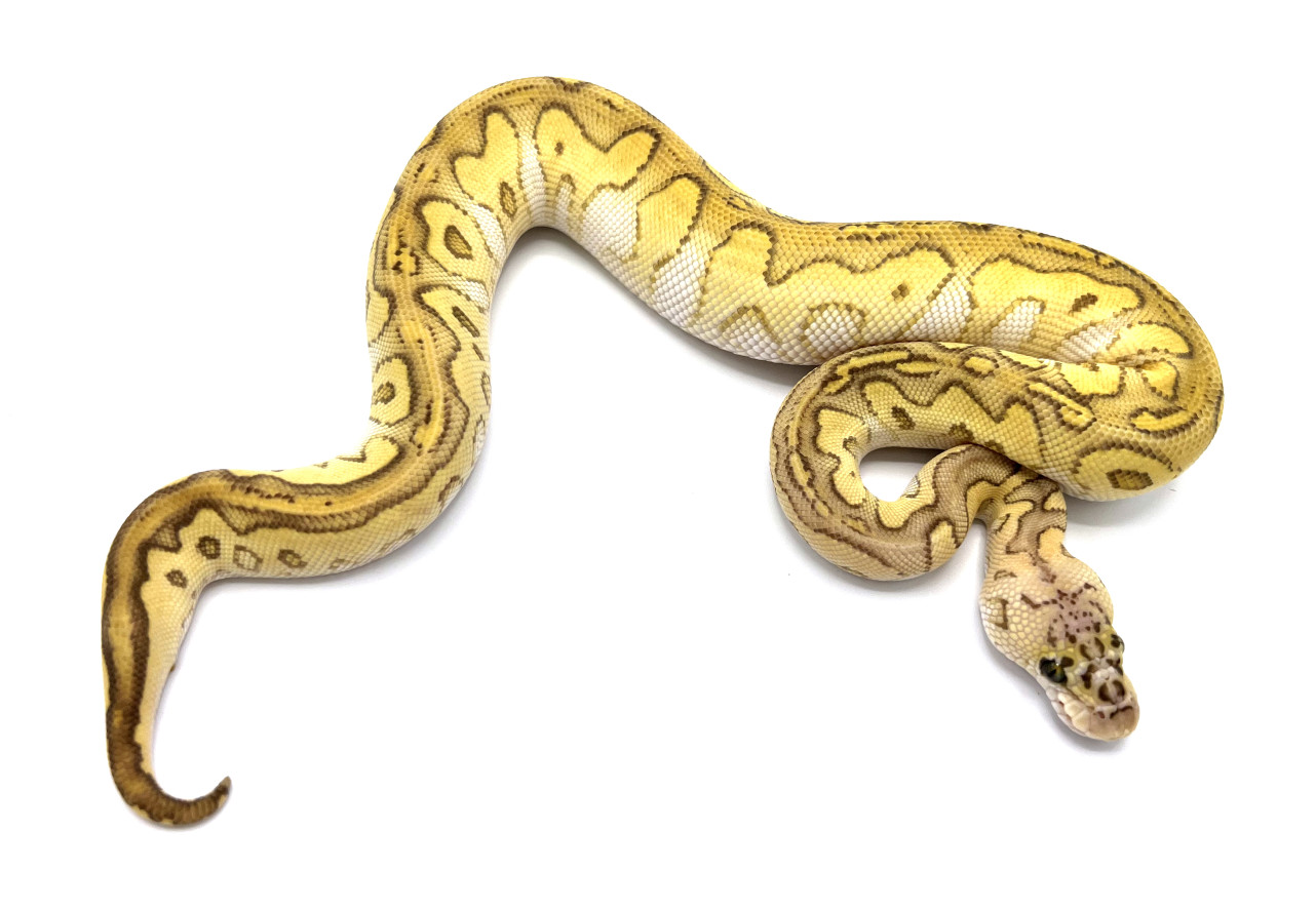Pastel Lesser Hypo Clown | Royal Constrictor Designs