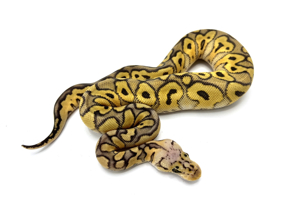 Albino Super Pastel Ball Python