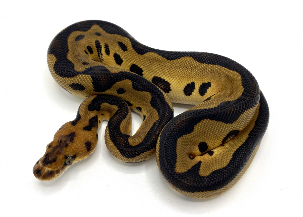 Leopard Clown | Royal Constrictor Designs