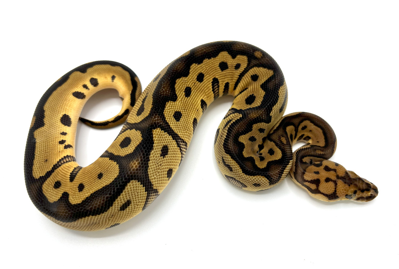 Leopard Clown (possible Super Leopard) | Royal Constrictor Designs