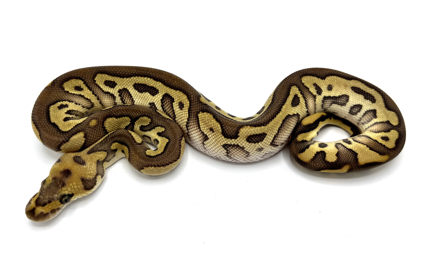Lesser Clown Ball Python