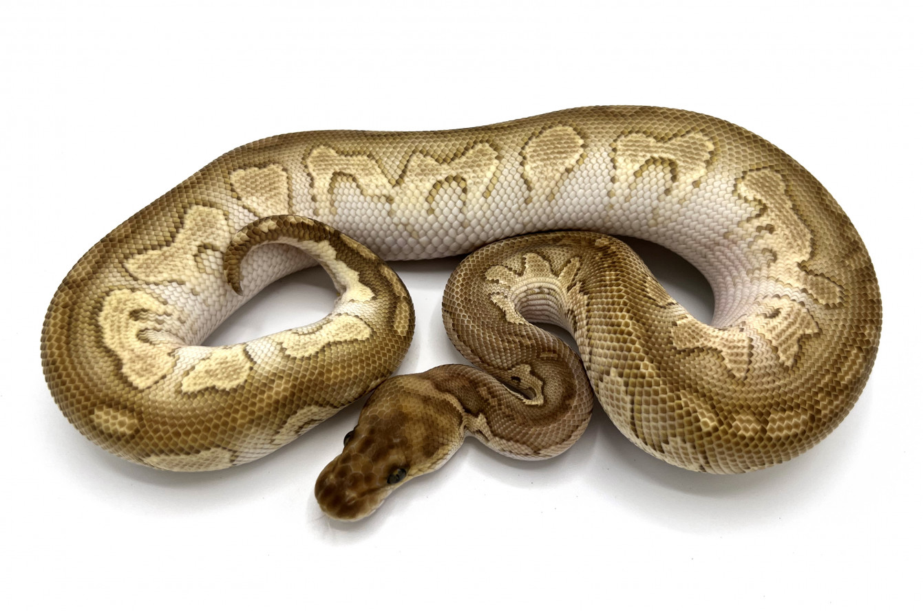 Lesser Clown (possible Mahogany) | Royal Constrictor Designs