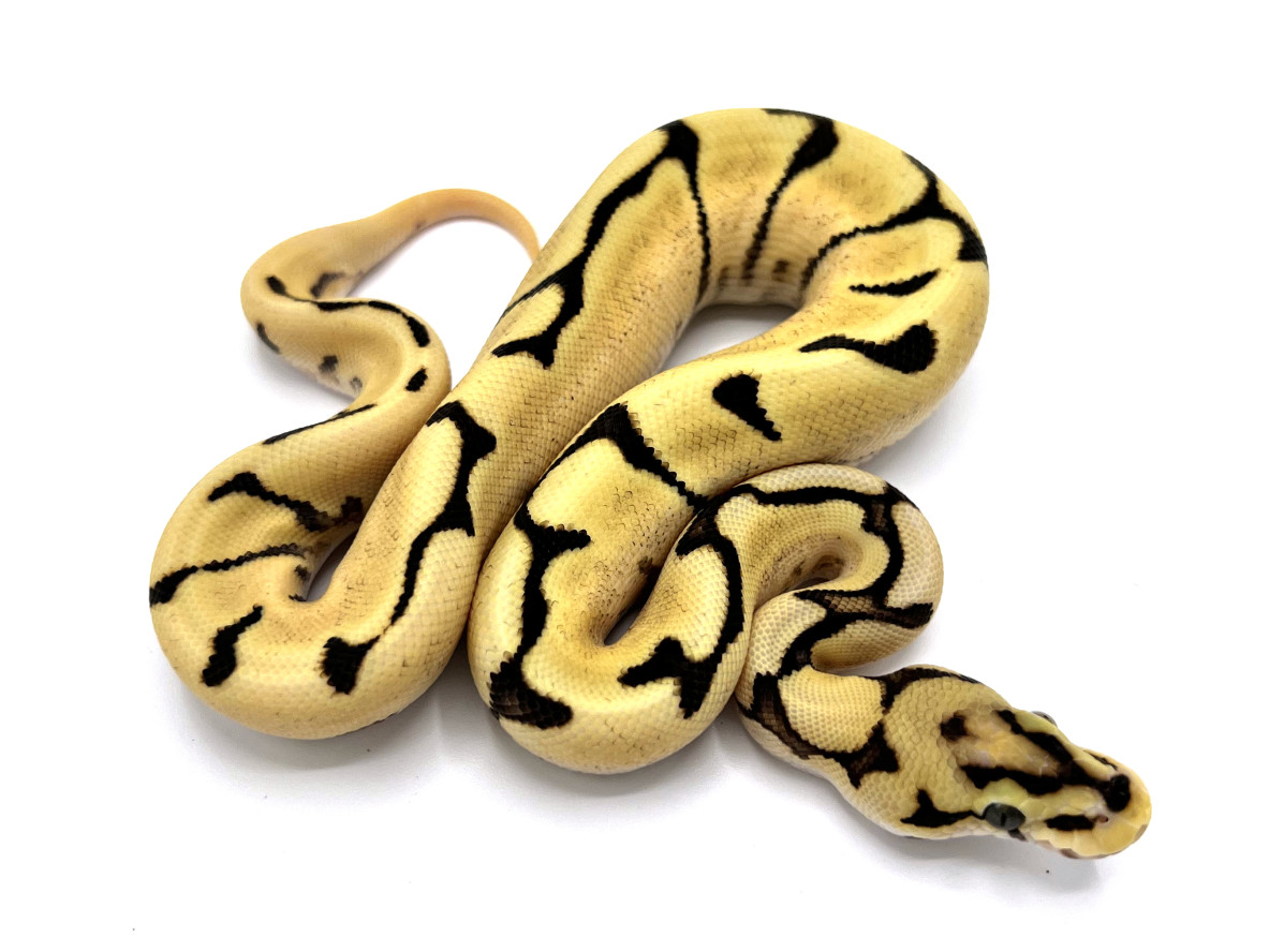 Orange Dream Fire Spider 100% Het Clown | Royal Constrictor Designs