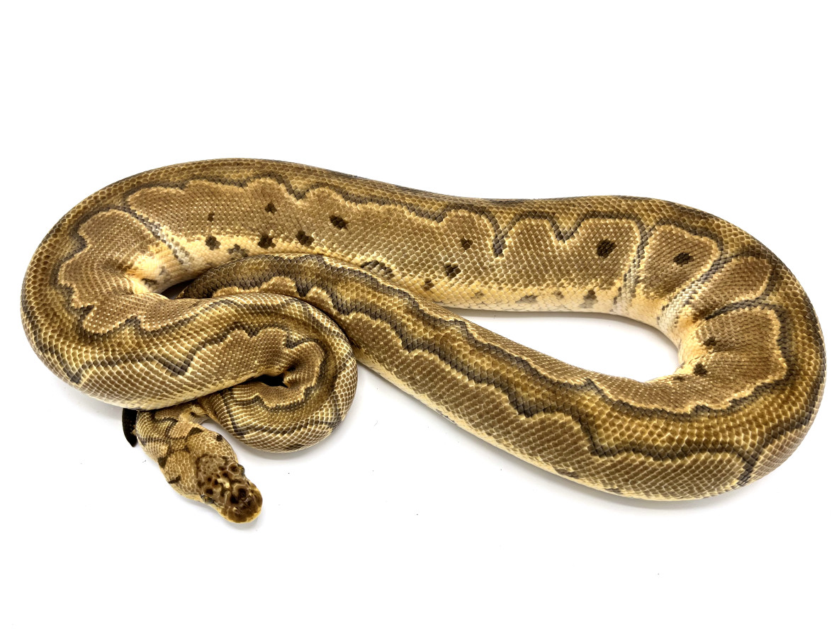 Pastel Clown Breeder | Royal Constrictor Designs