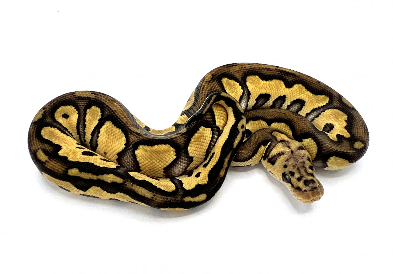 Pastel Chocolate Clown | Royal Constrictor Designs Pastel Chocolate Clown | Royal Constrictor Designs
