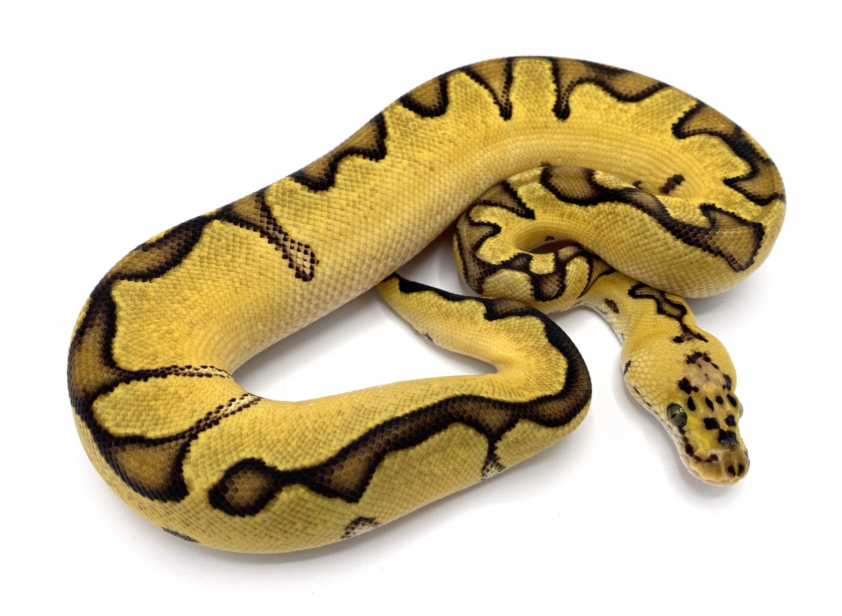 Pastel Enchi Clown | Royal Constrictor Designs