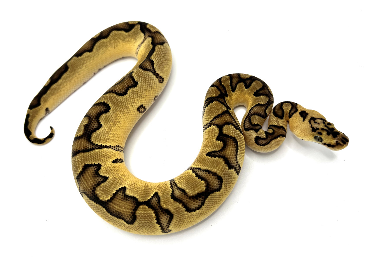 Pastel Enchi Clown | Royal Constrictor Designs