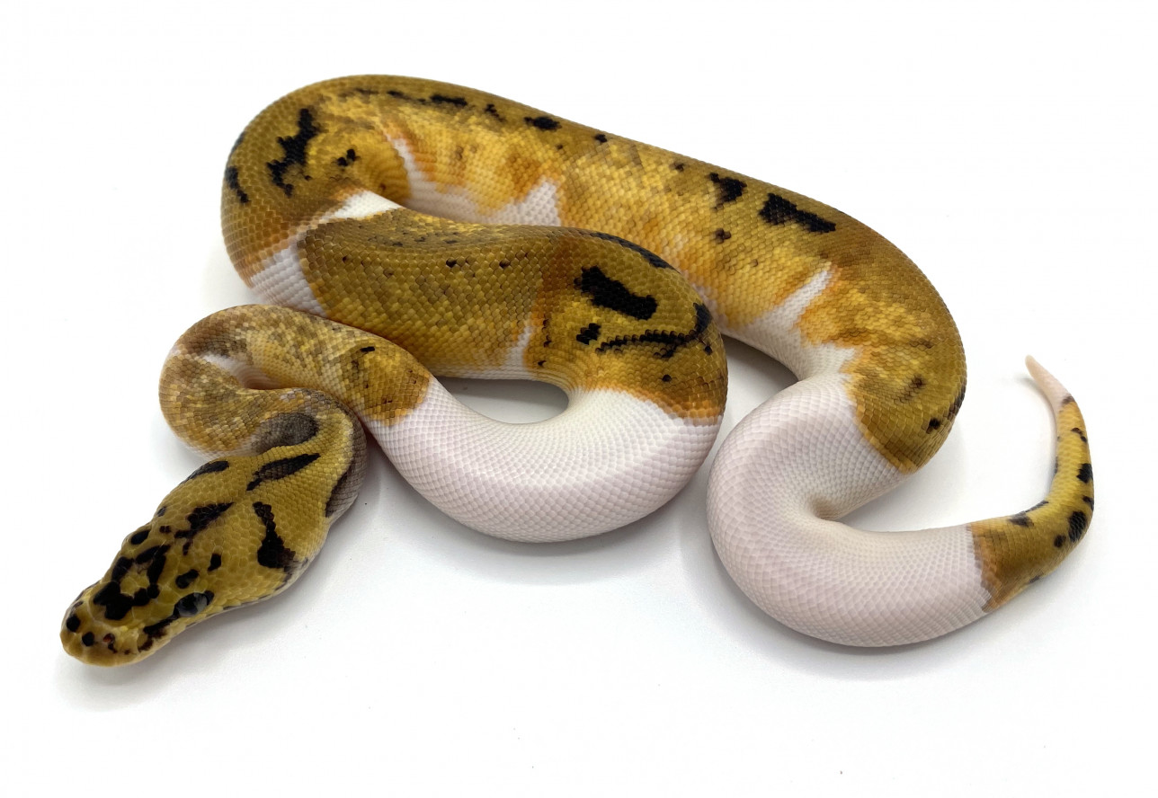 Pastel Clown Pied | Royal Constrictor Designs