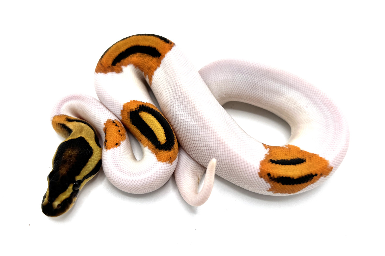 Orange Dream Yellowbelly Pied 100% Het Lavender | Royal Constrictor Designs