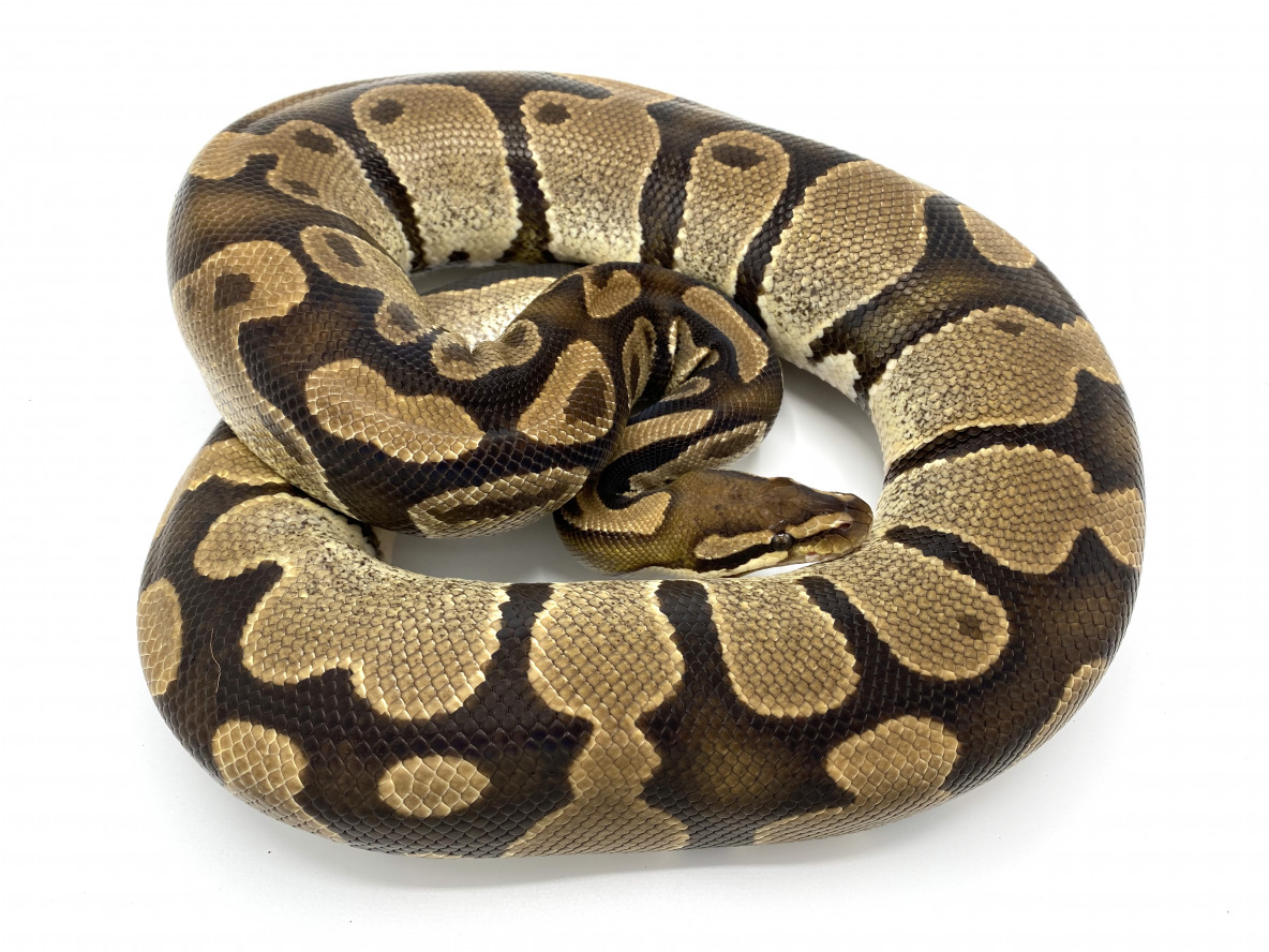 100% Double het Lavender Pied | Royal Constrictor Designs