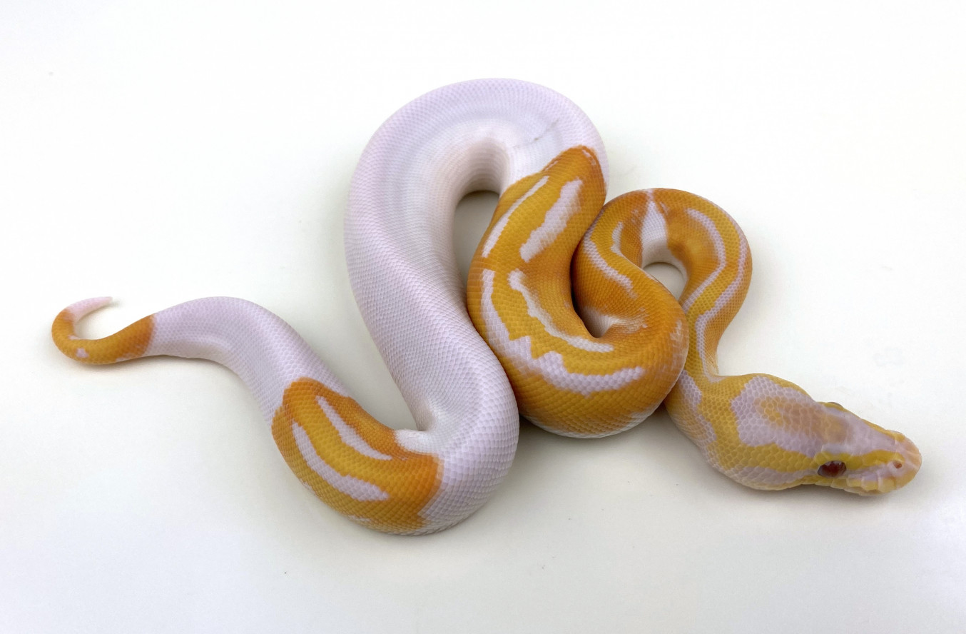 Dreamsicle Ball Python