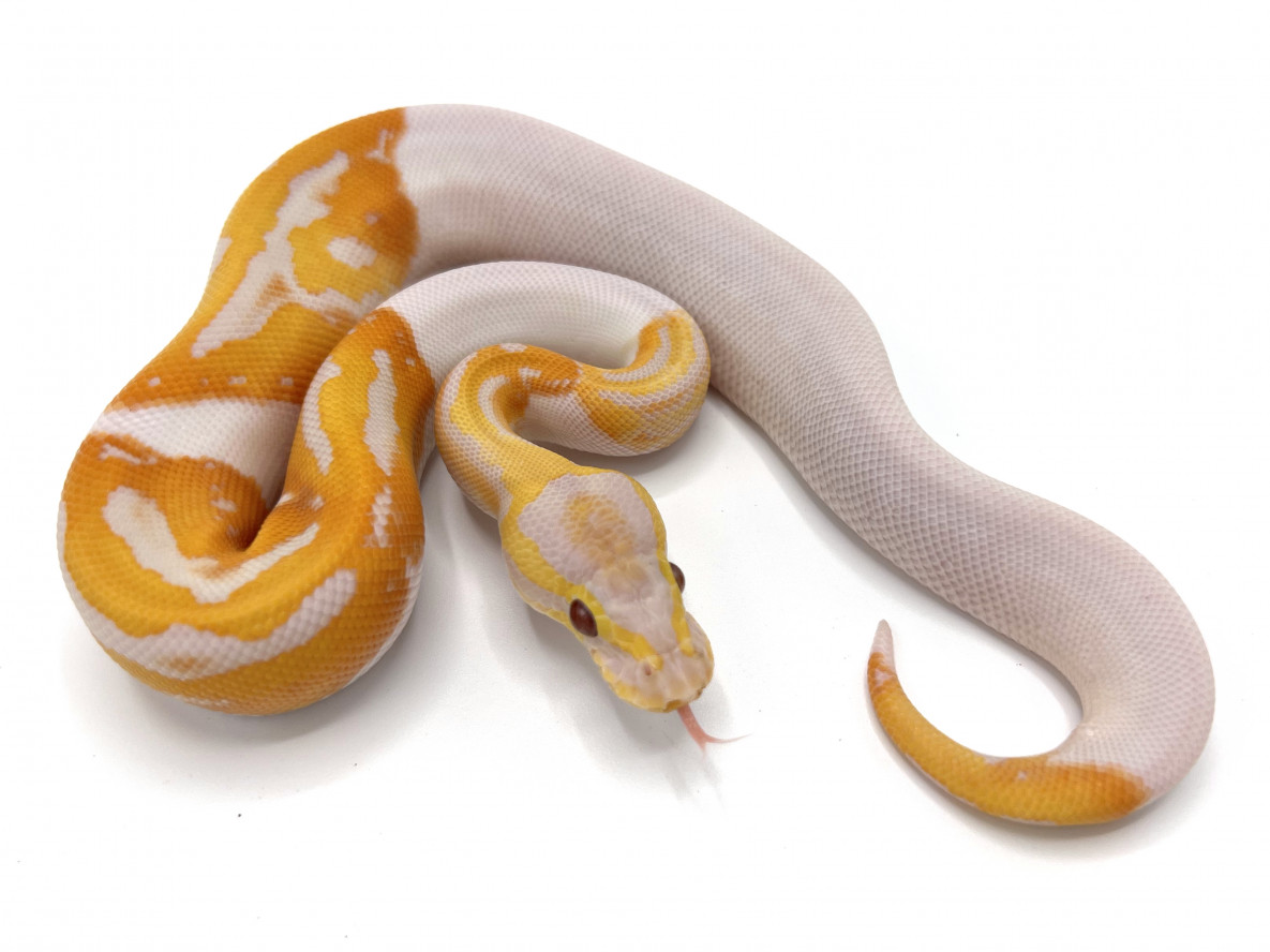 Dreamsicle | Royal Constrictor Designs
