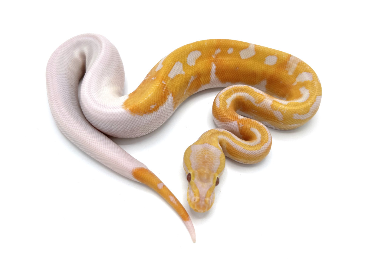 Dreamsicle | Royal Constrictor Designs