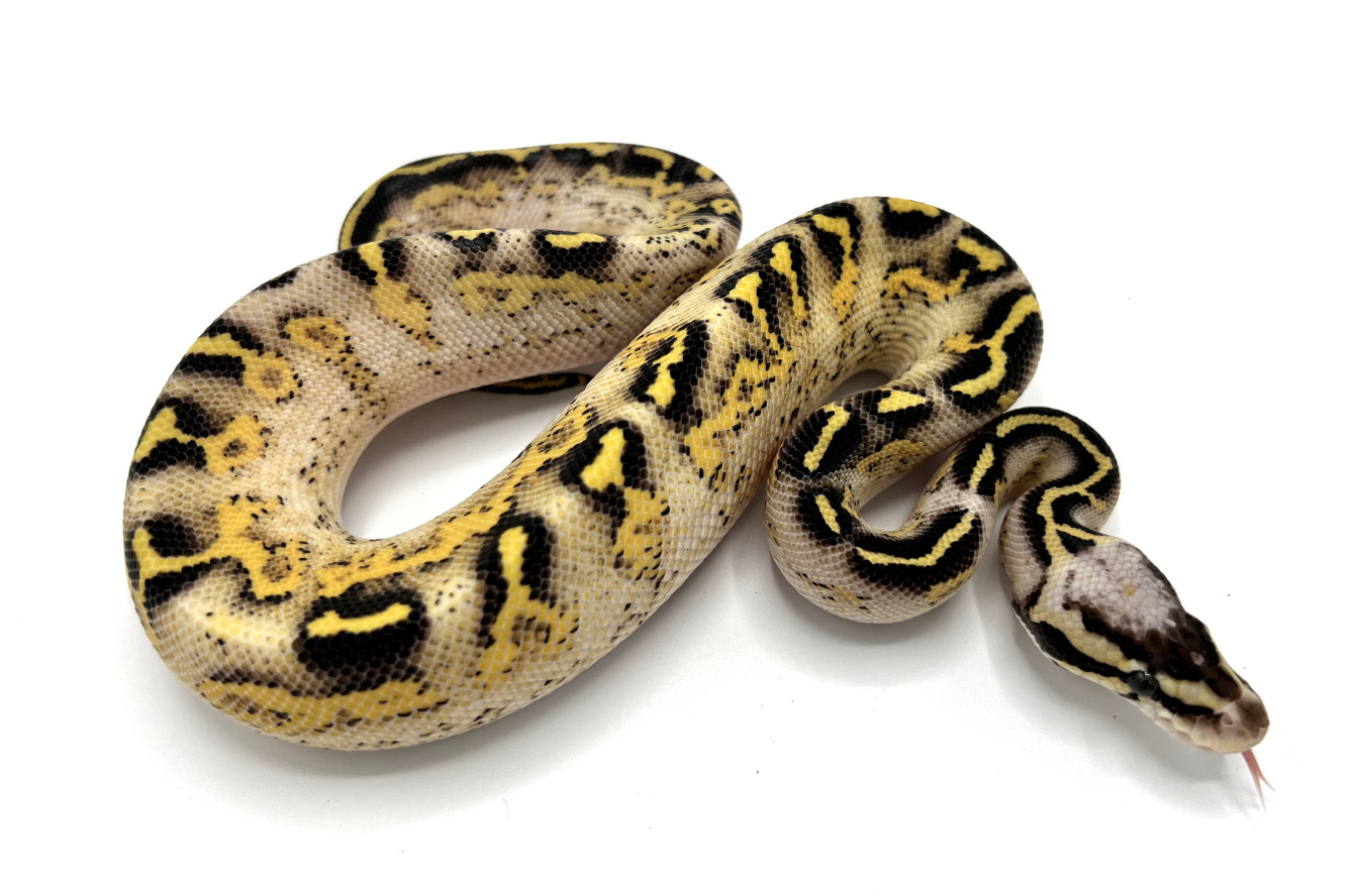 Pastel Freeway | Royal Constrictor Designs