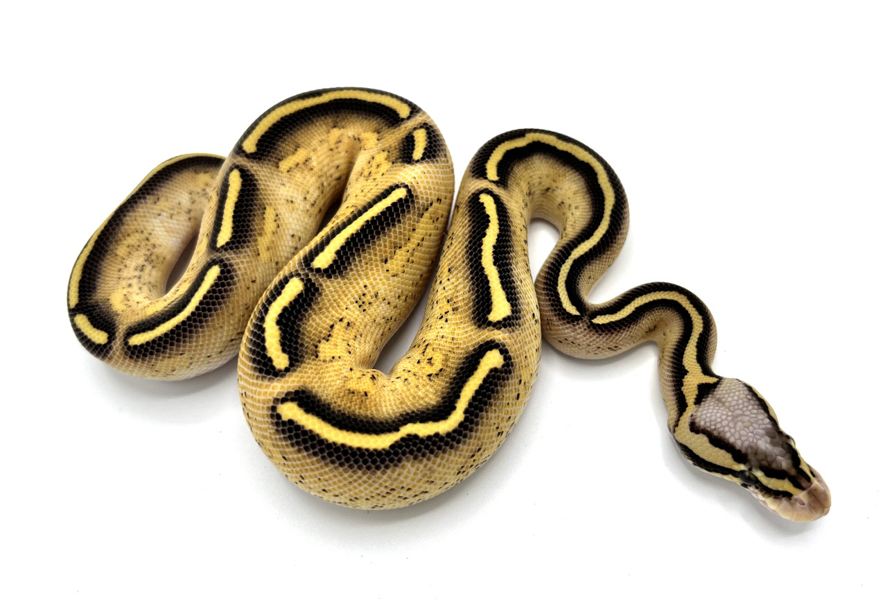 Pastel Freeway | Royal Constrictor Designs