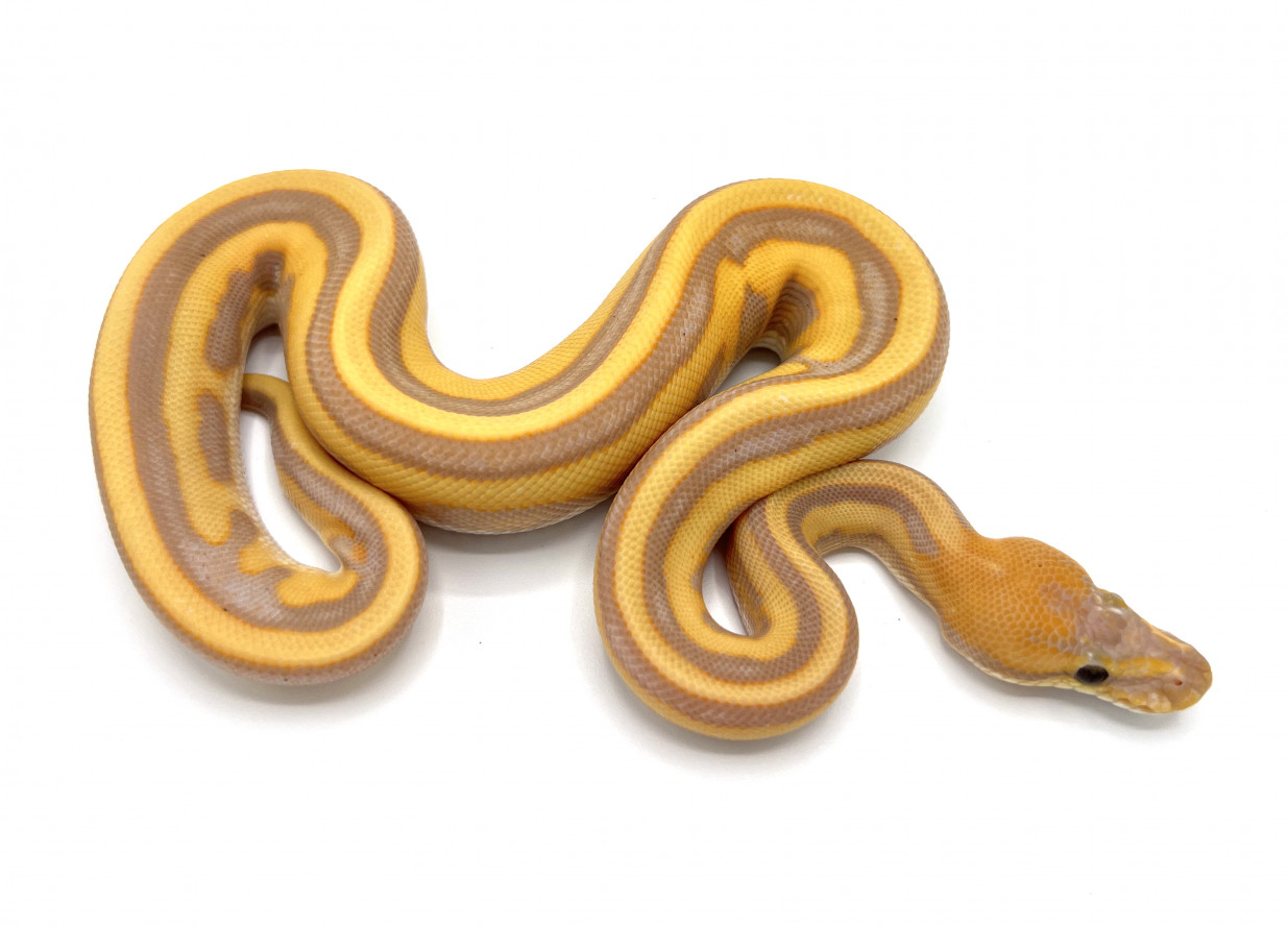 Banana Leopard G Stripe 100% Het Clown | Royal Constrictor Designs