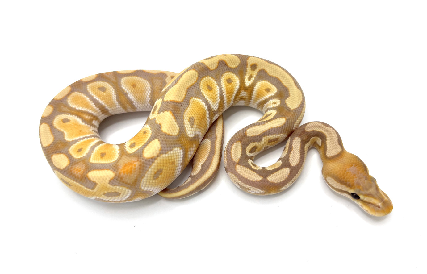 Cypress Banana 100% Double Het G Stripe Clown | Royal Constrictor Designs