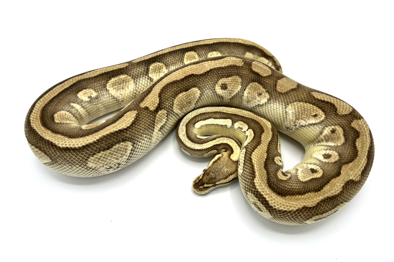 Pastel Lesser 100% Double Het G Stripe Clown Breeder | Royal ...