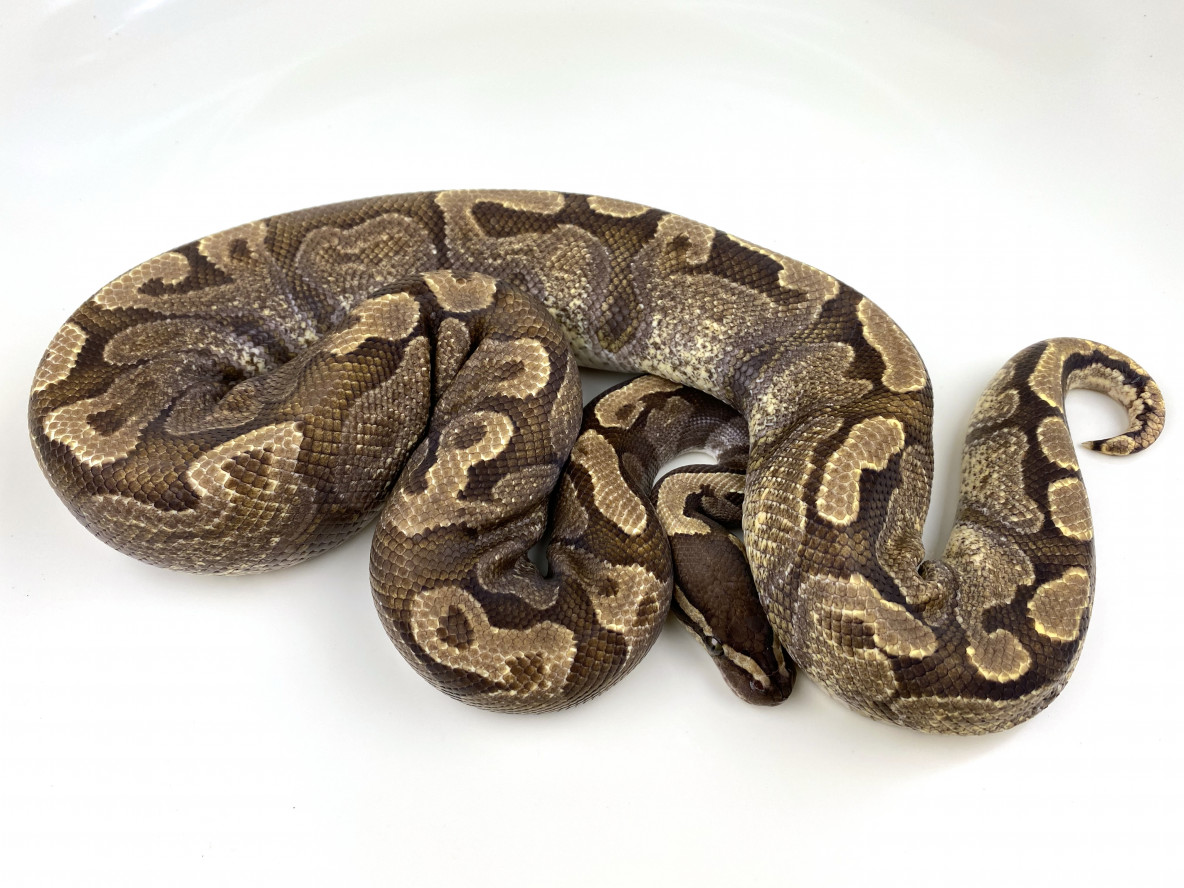 GHI Enchi 100% Het Hypo Breeder | Royal Constrictor Designs