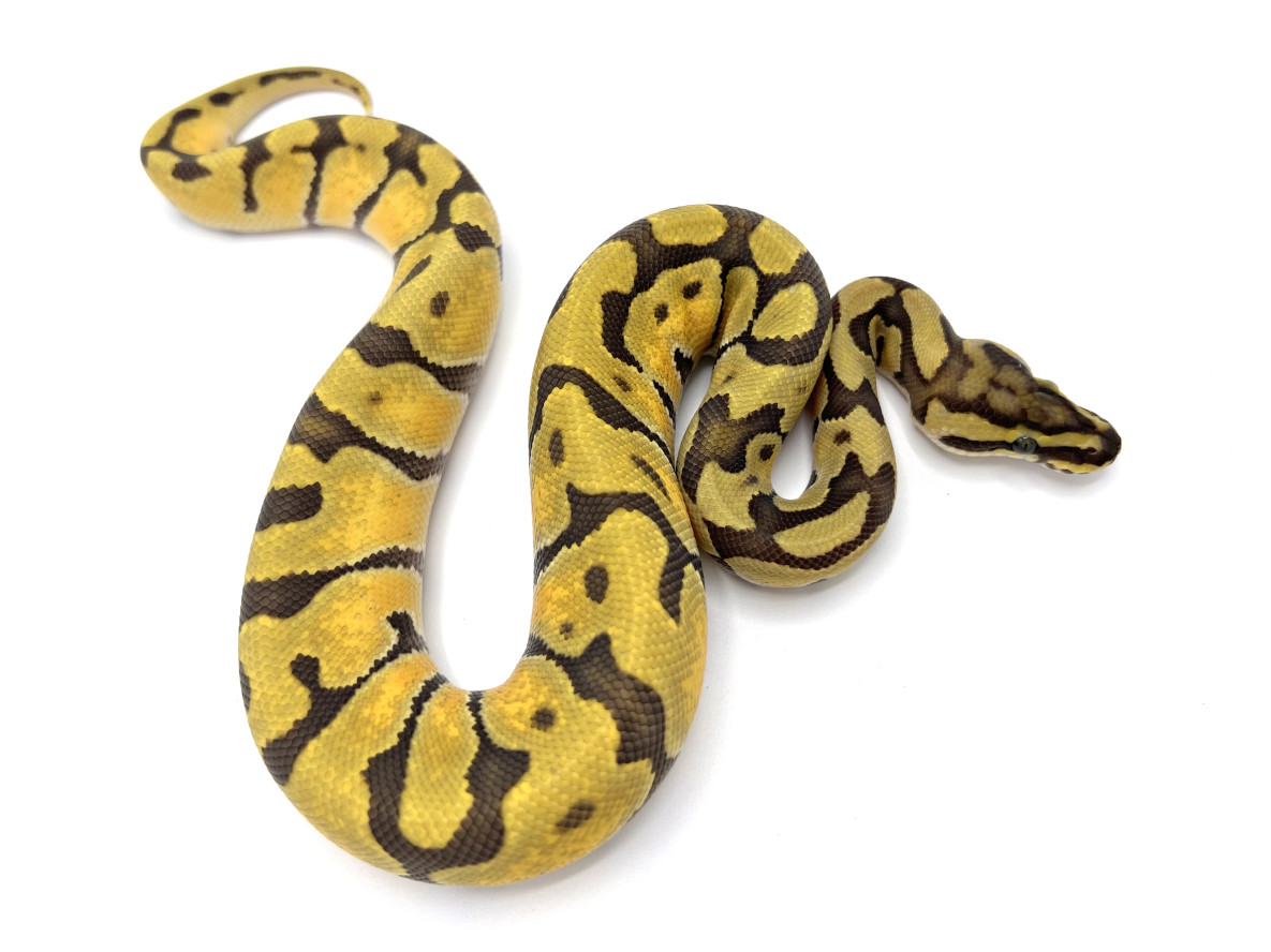 Hypo Super Enchi | Royal Constrictor Designs