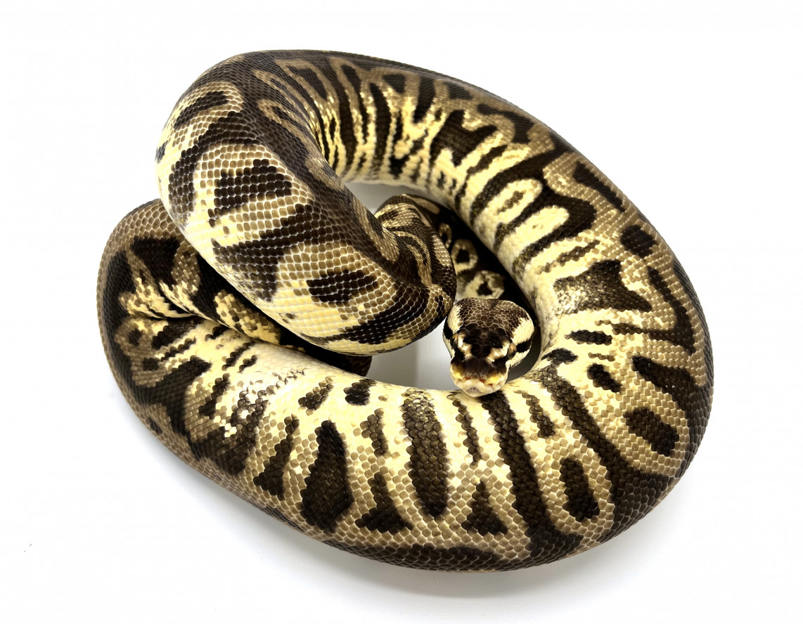 Super Pastel Leopard Specter Breeder | Royal Constrictor Designs