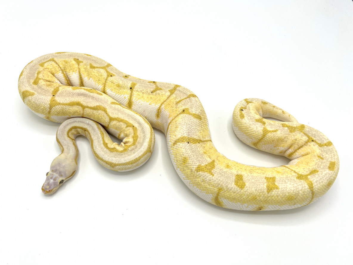 Bumblebee Pied Ball Python Bumblebee Pied Ball Python