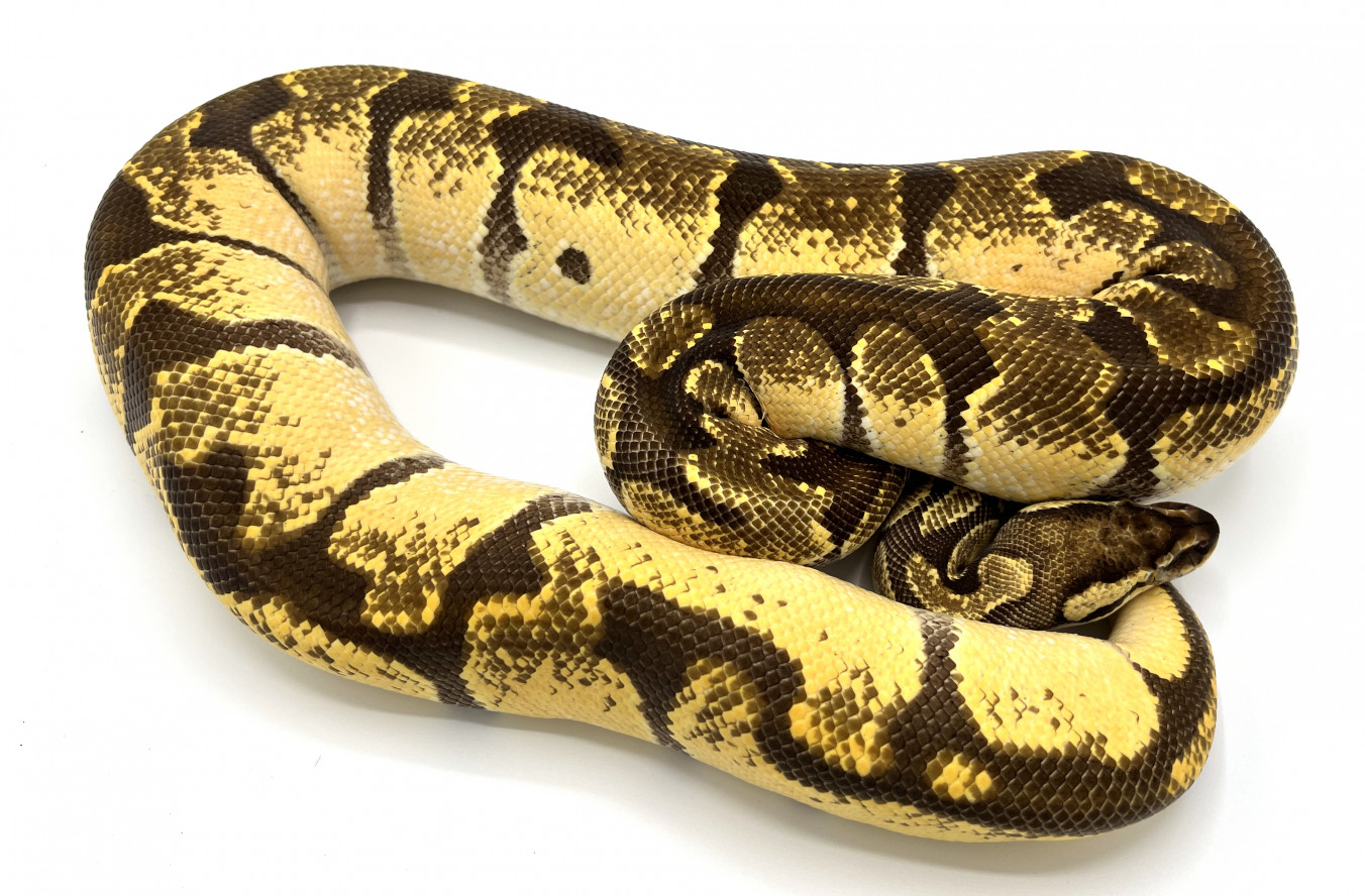 Orange Dream Enchi Breeder | Royal Constrictor Designs